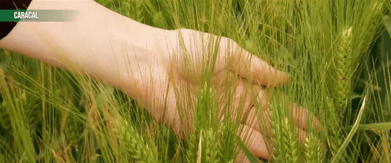 Soiuri de orz care aduc rentabilitate în fermă – DONAU SAAT ROMÂNIA