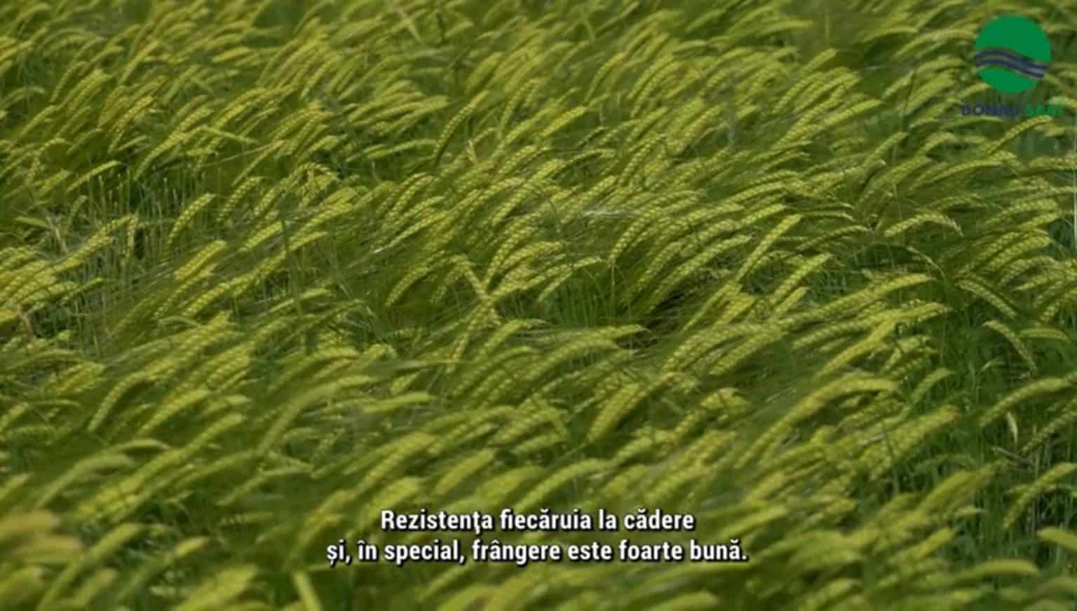 Soiurile de orz și orzoaică de la Donau Saat – apreciate de zootehniști ...